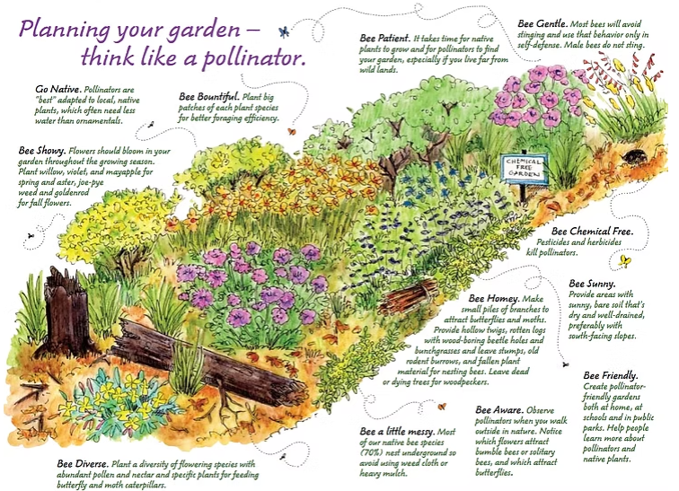 Pollinator Habitats | Maple Plain, MN